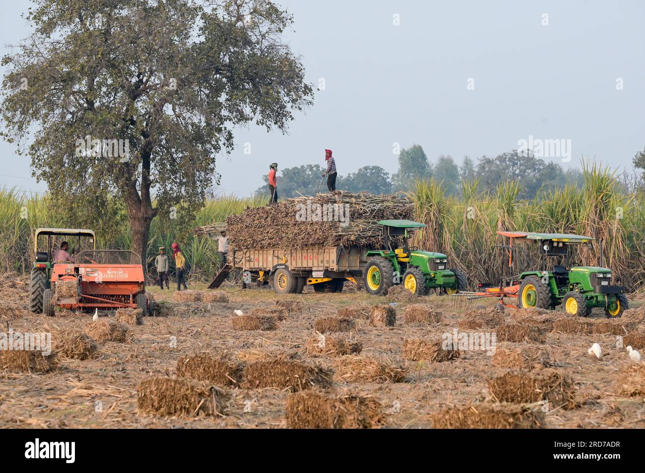 INDIA, Punjab, Kharar, sugar cane farming, cane straw pressing after ...