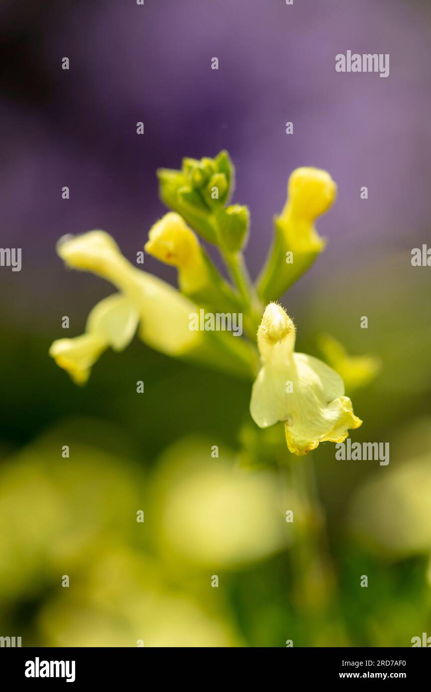 Natural close up flowering plant portrait of Salvia Jamensis 'Lemon ...
