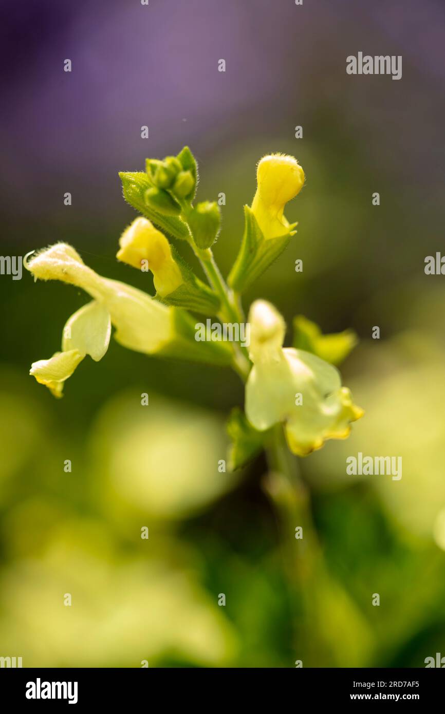 Natural close up flowering plant portrait of Salvia Jamensis 'Lemon ...
