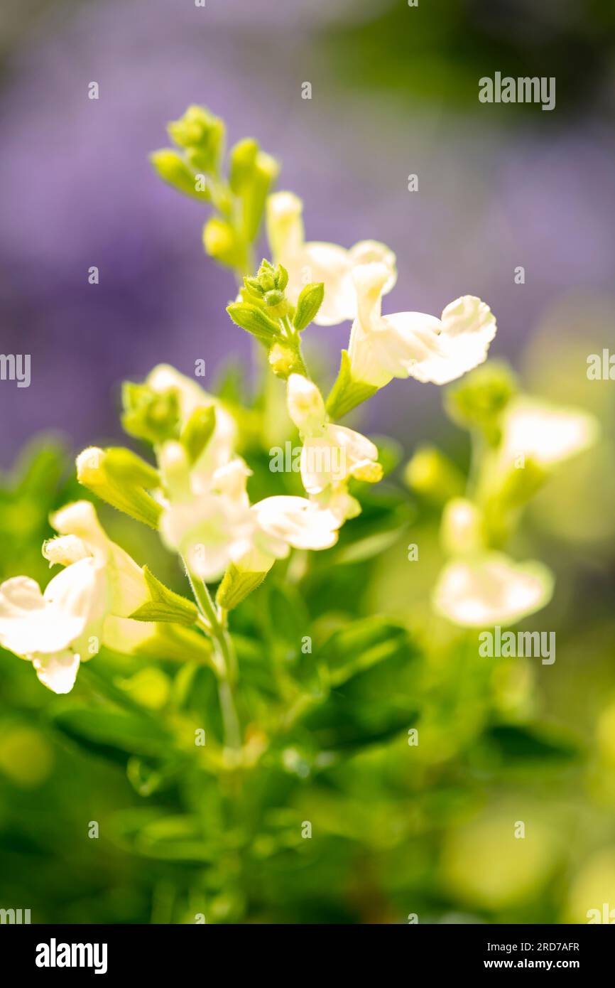 Natural close up flowering plant portrait of Salvia Jamensis 'Lemon ...