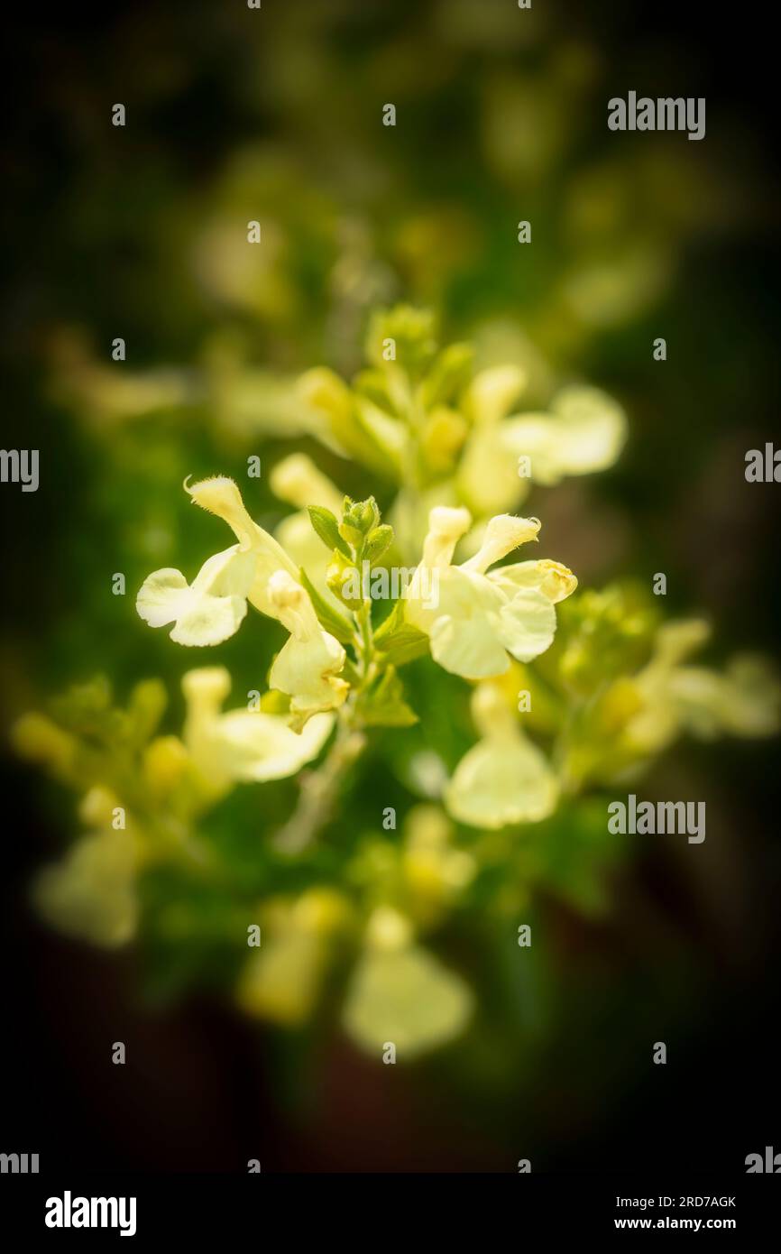 Natural close up flowering plant portrait of Salvia Jamensis 'Lemon ...