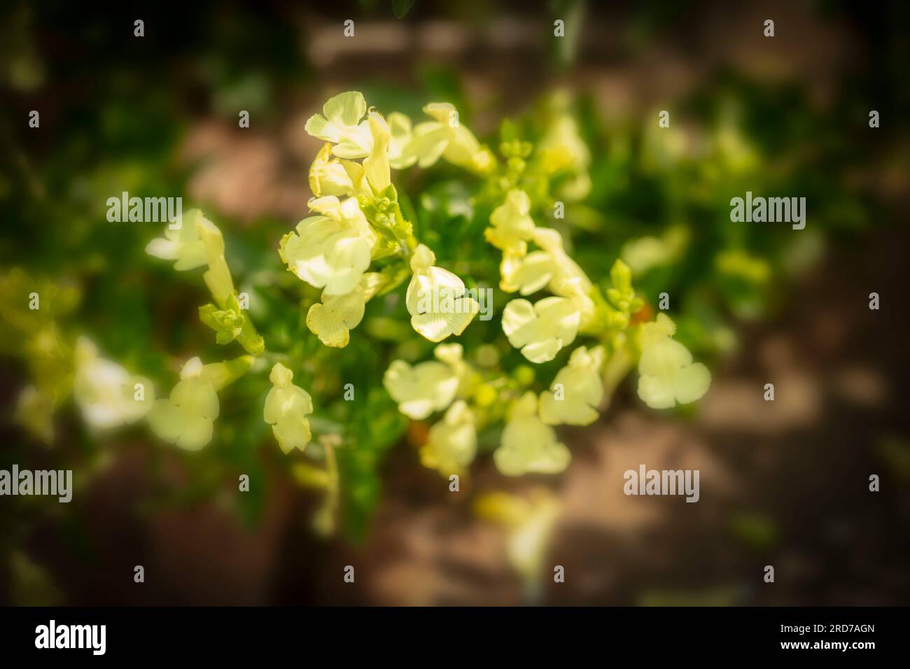 Natural close up flowering plant portrait of Salvia Jamensis 'Lemon ...