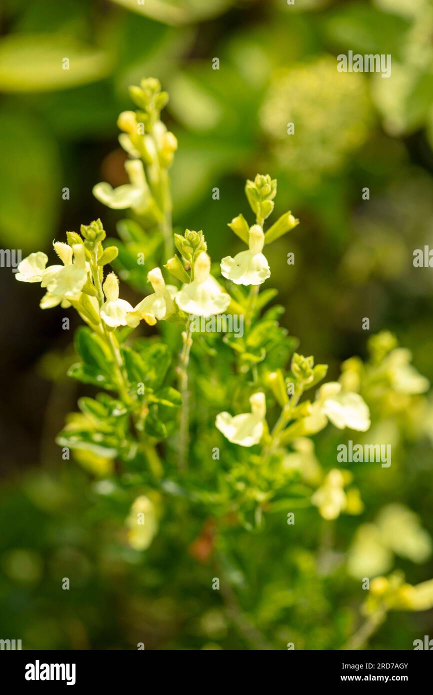 Natural close up flowering plant portrait of Salvia Jamensis 'Lemon ...