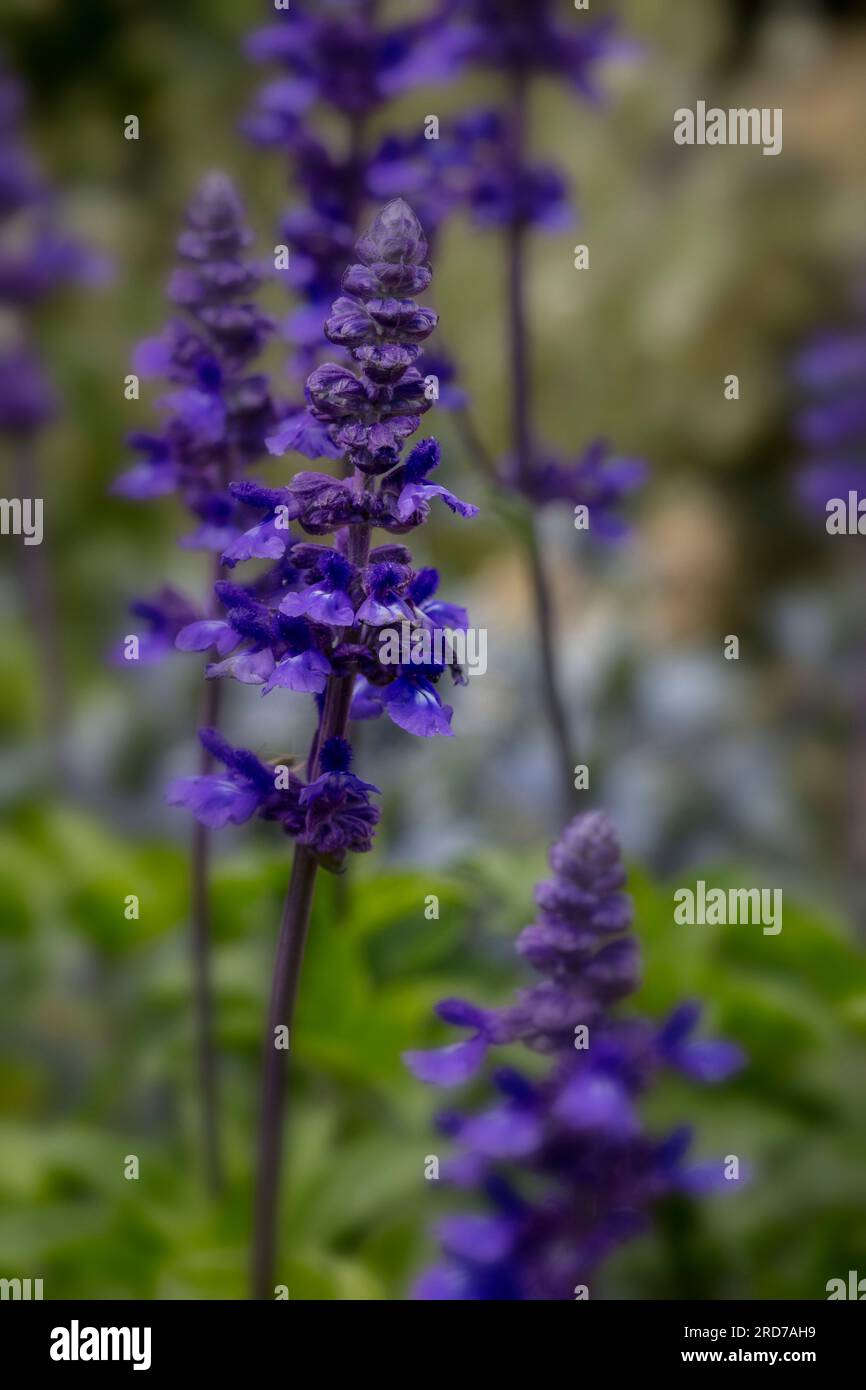 Natural close up flowering plant portrait of the stunning Salvia ...