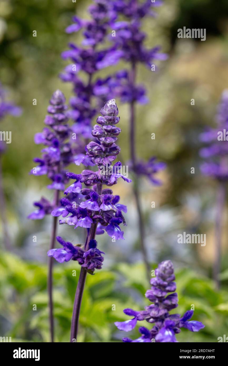 Natural close up flowering plant portrait of the stunning Salvia ...