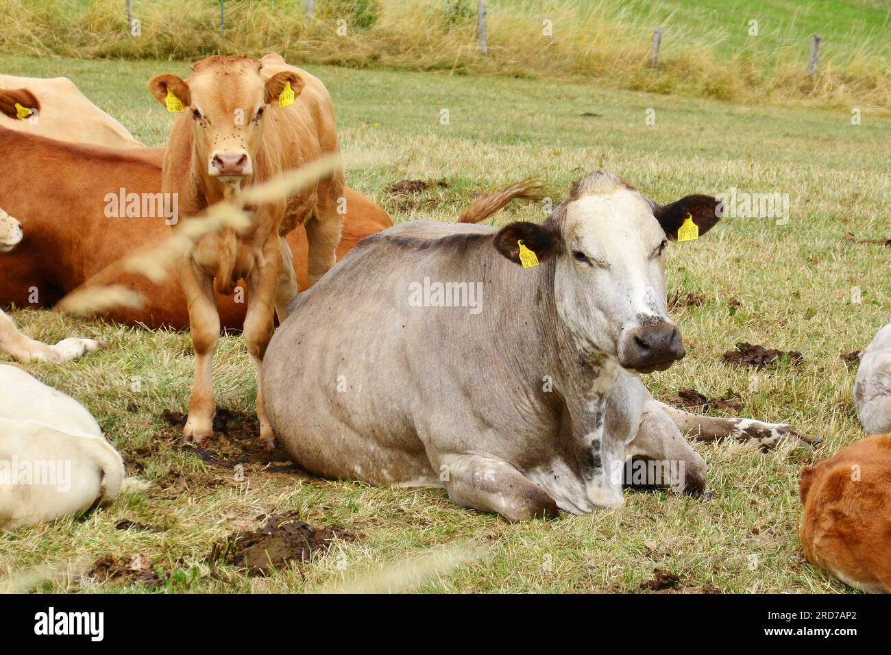 A herd of cattle with calves Stock Photo - Alamy