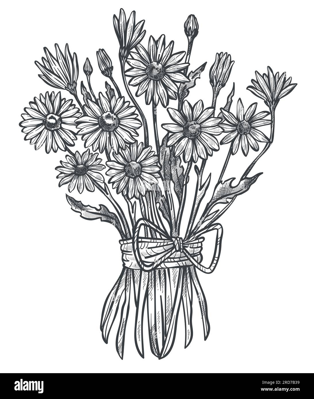 Camomile Flowers Tied In Bouquet Rustic Style Stock Vector Image And Art Alamy