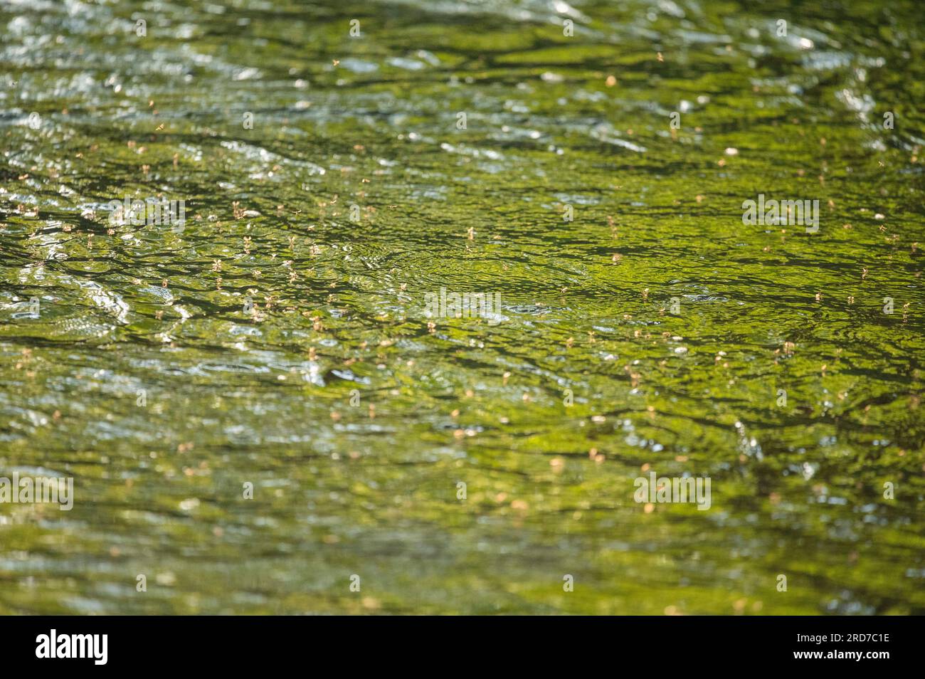 Mayflies in mating flight above the Afon Gwili, 26th May 2023 Stock ...