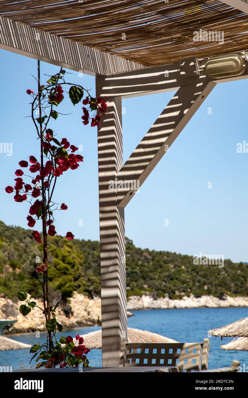 Monk seals greece hi-res stock photography and images - Alamy