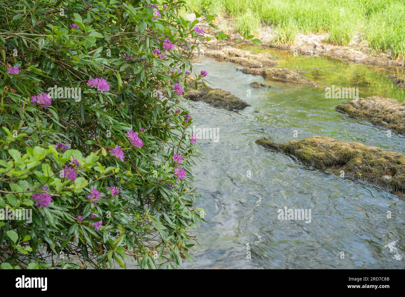 Non-native invasive rhododendron growing on the bank of the River Teifi ...
