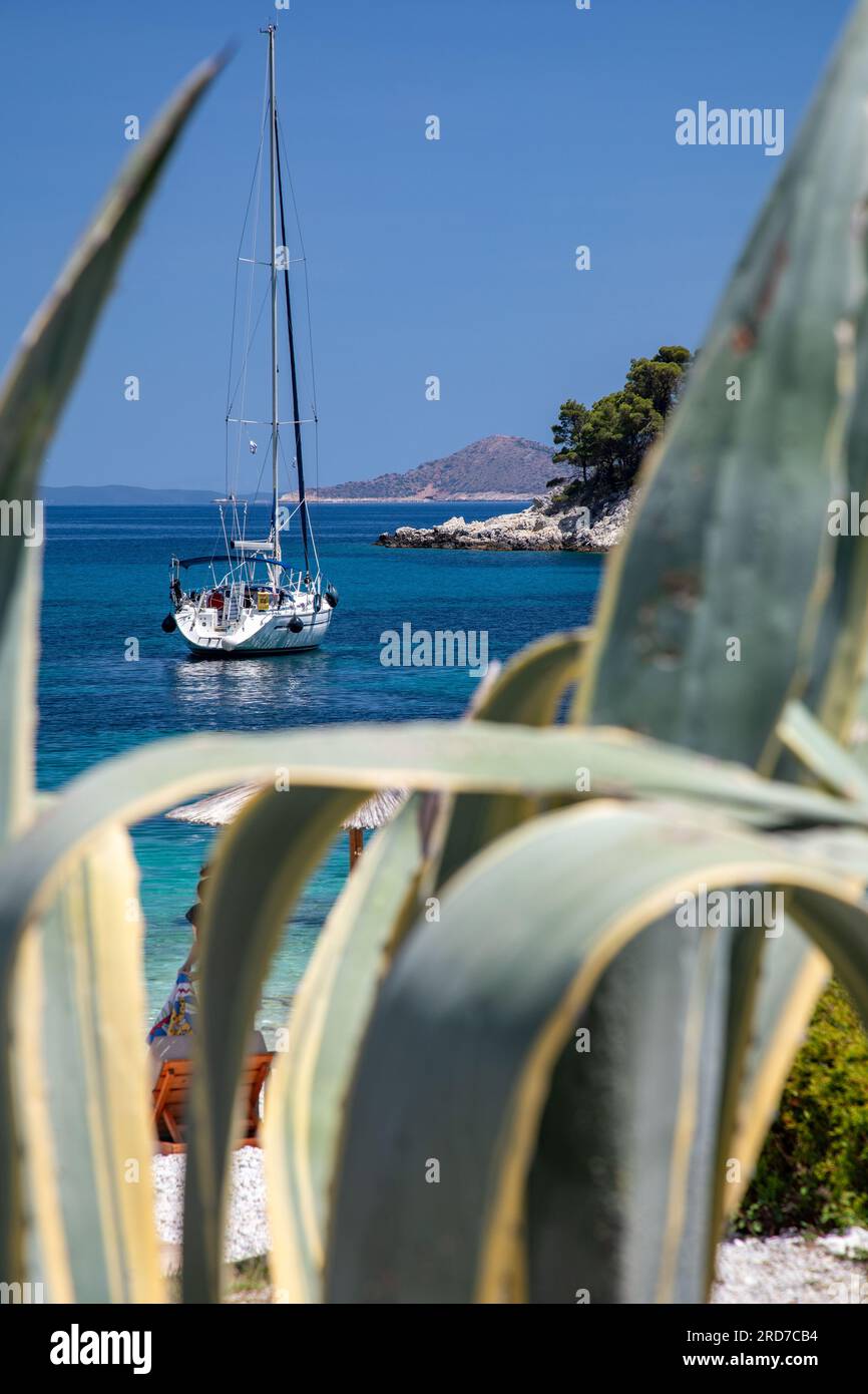 Mediterranean monk seal greece hi-res stock photography and images - Alamy