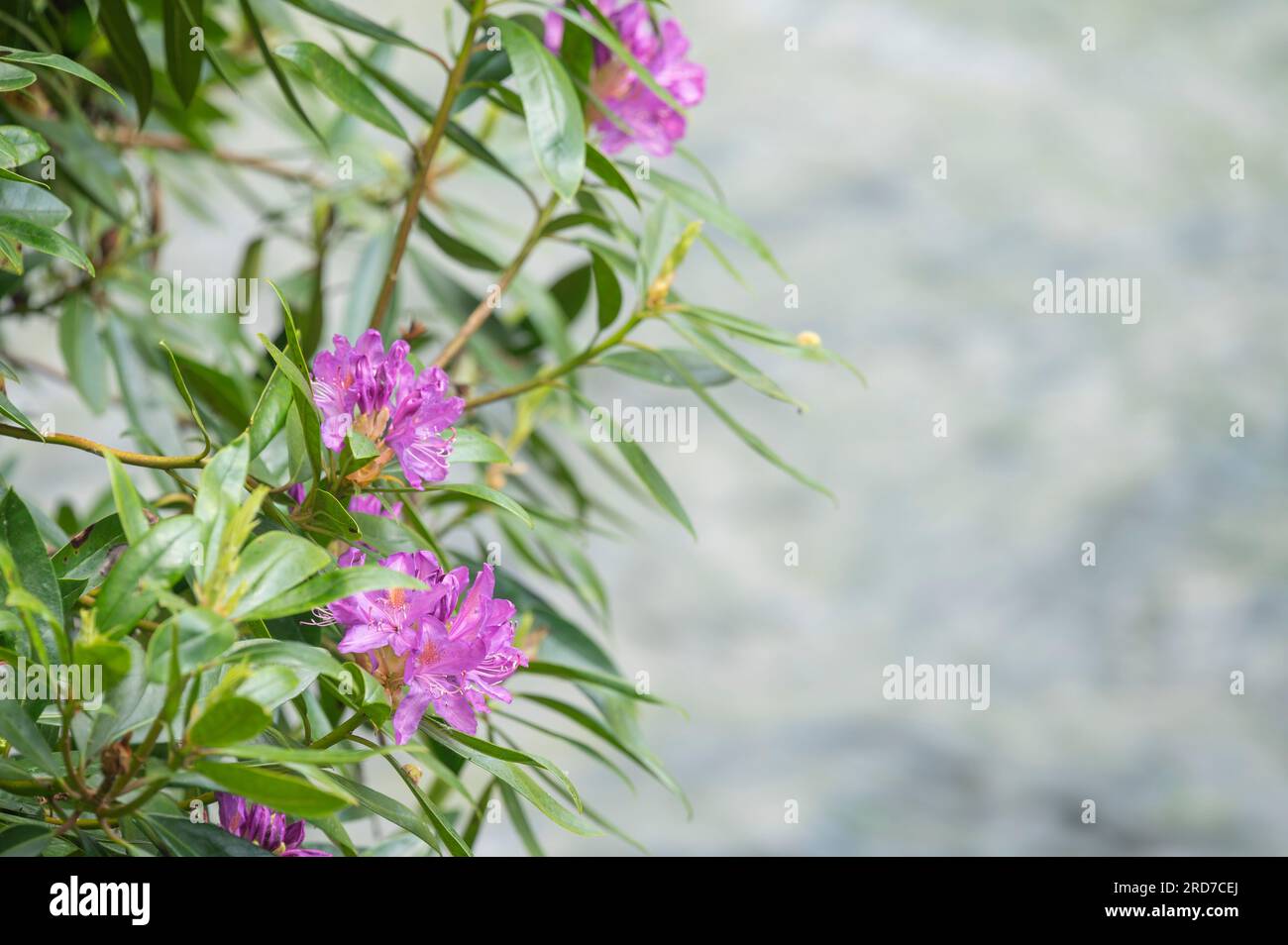 Non-native invasive rhododendron growing on the bank of the River Teifi ...