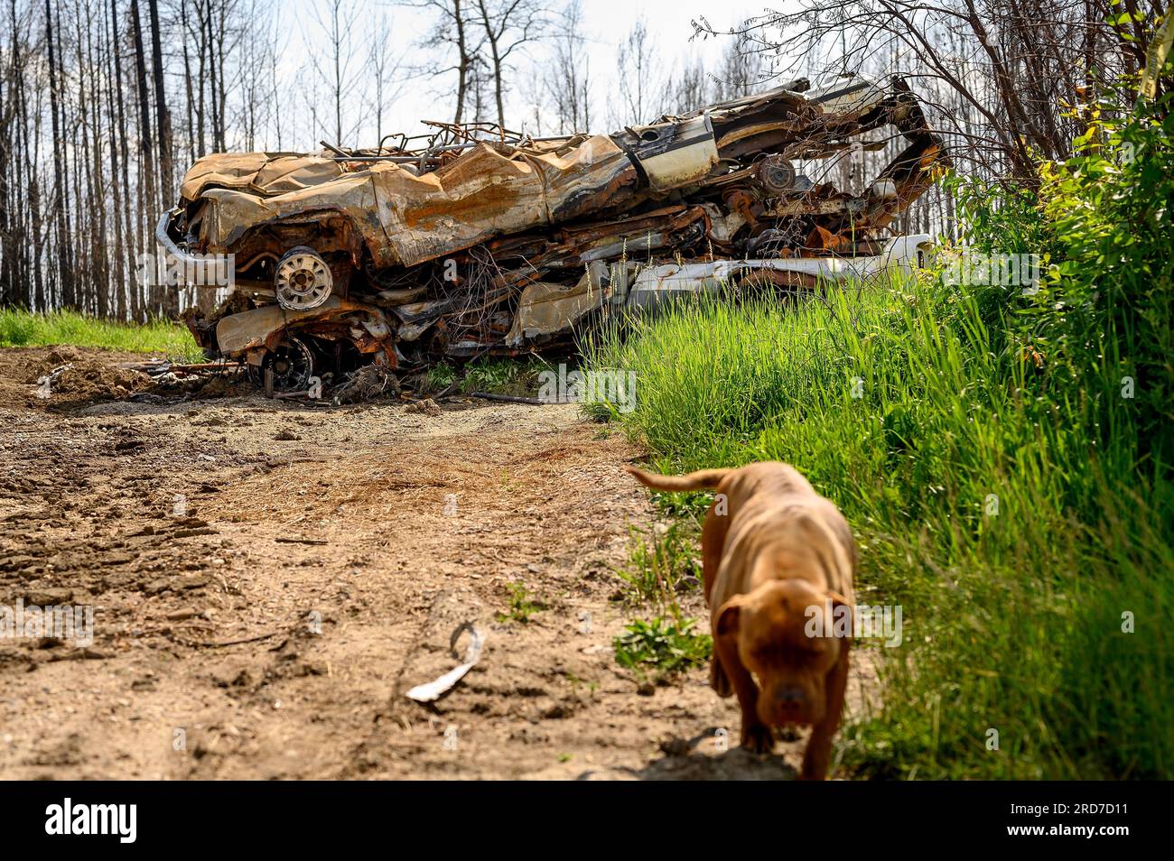 Scorched cars rests in the yard of a home destroyed by wildfire in the ...