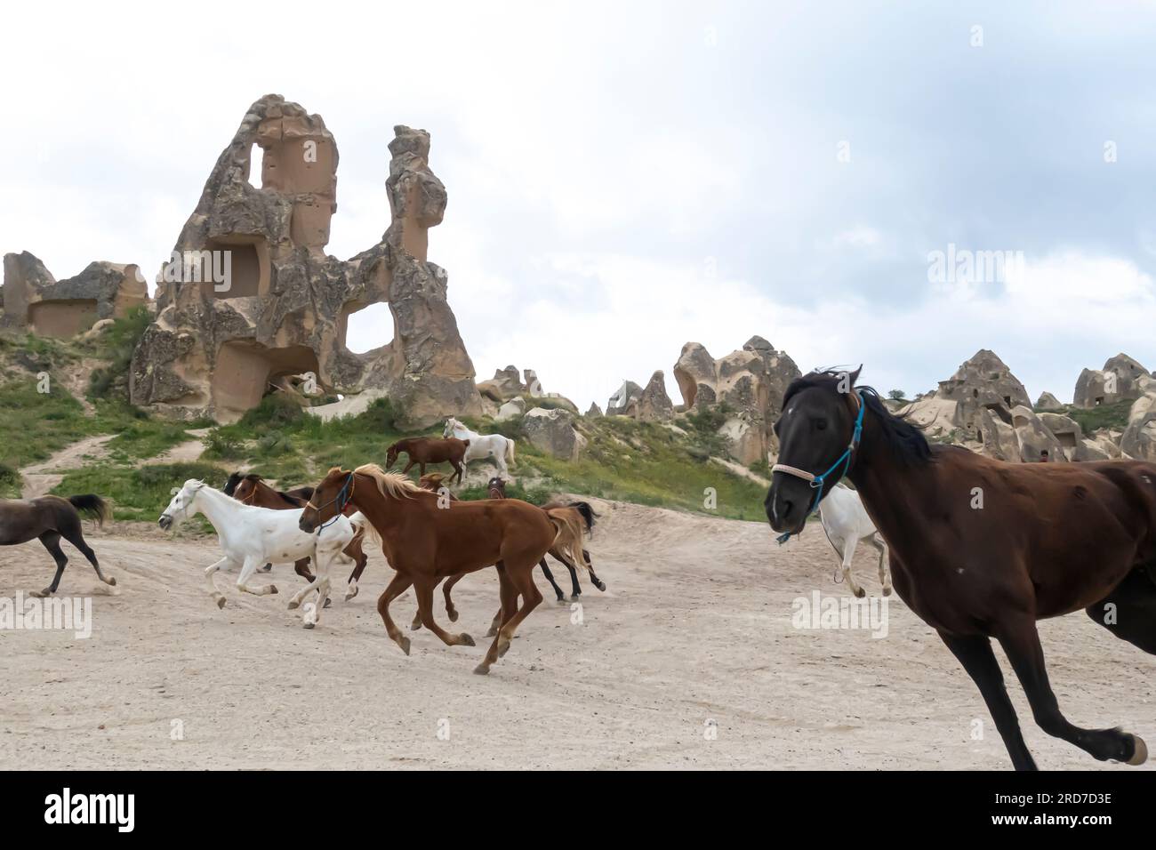 Horses running in Cappadocia at the farm. Horse ridnig is popular in ...