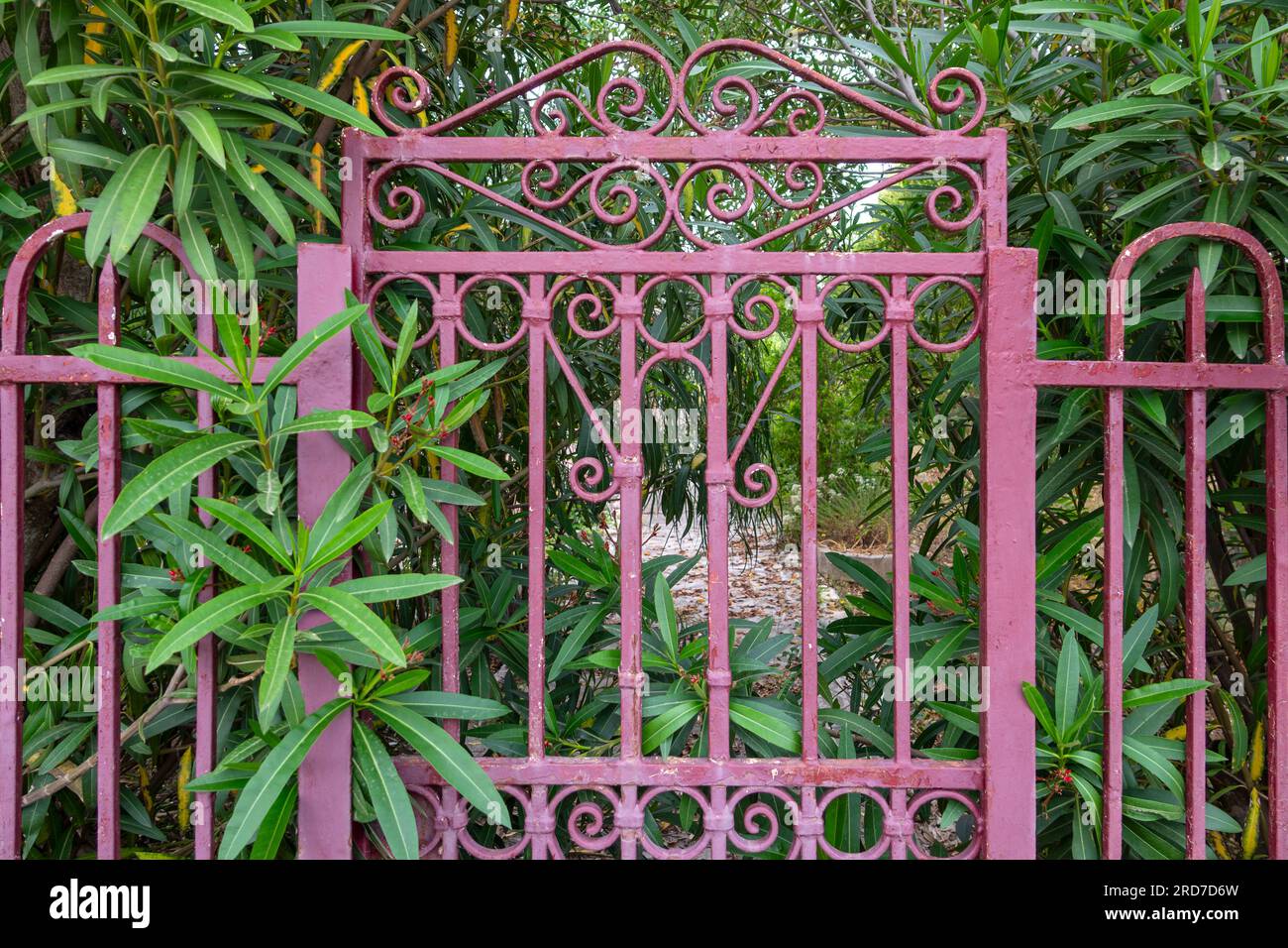 Wrought iron and purple painted steel garden gates with shrubs in the ...
