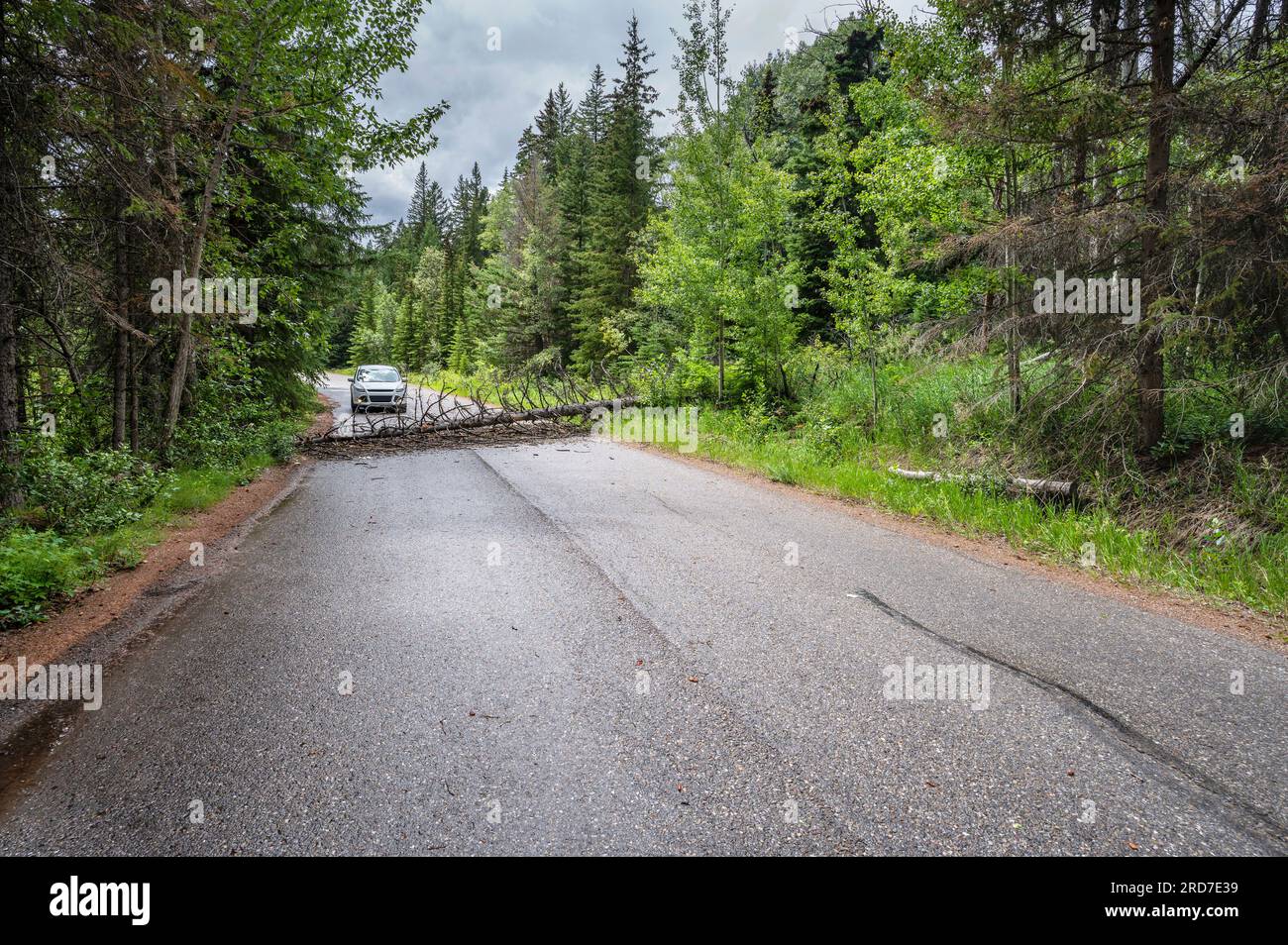 A fallen dead tree blocks a road in Banff National Park, Alberta ...