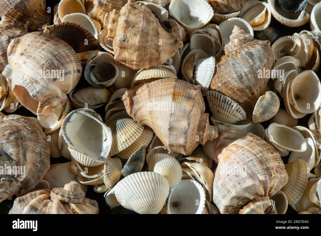 Sea shells on the beach. Summer background. Rapan shell top view. Beige ...