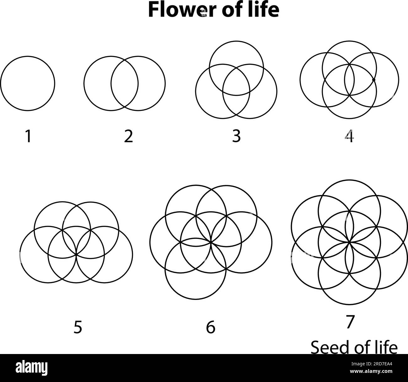 Flowers of life 1 to 7. Scared Geometry Vector Design Elements. This ...
