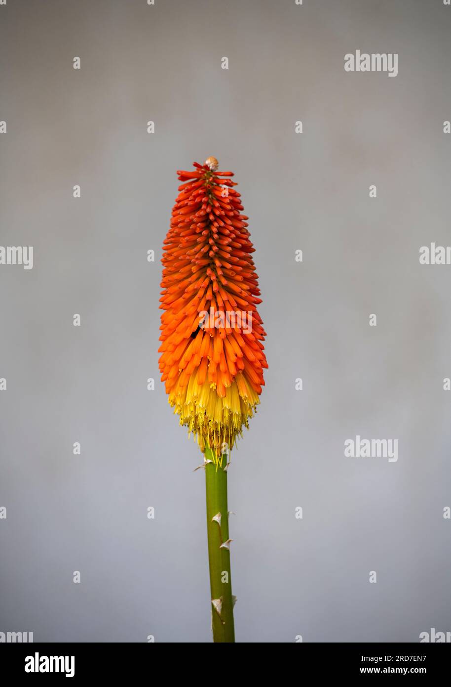 Budding gardeners hi-res stock photography and images - Alamy