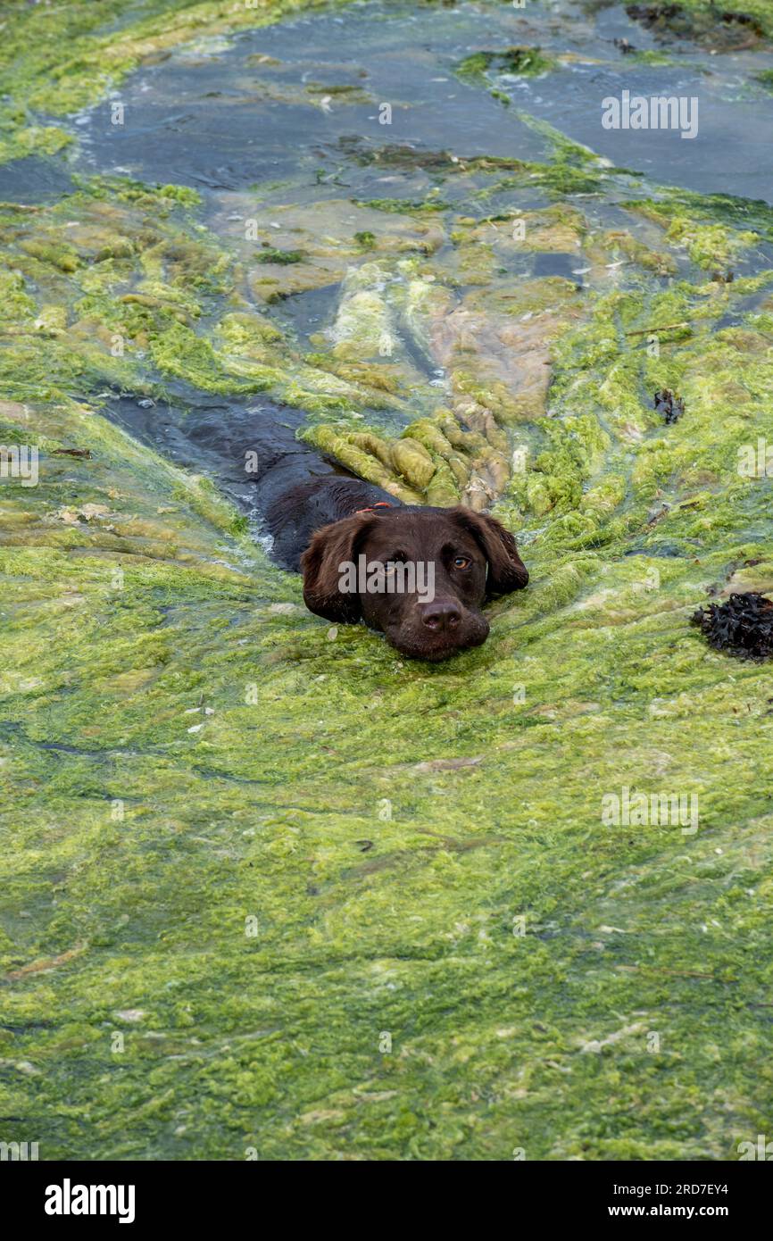 labrador springer spaniel cross, springerdor, labradinger swomming ...