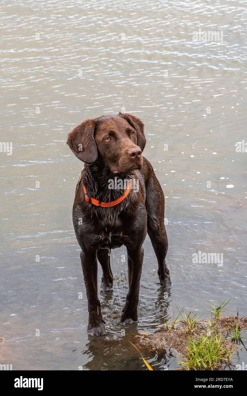 labrador springer spaniel cross, labradinger, springerdor, dog looking ...