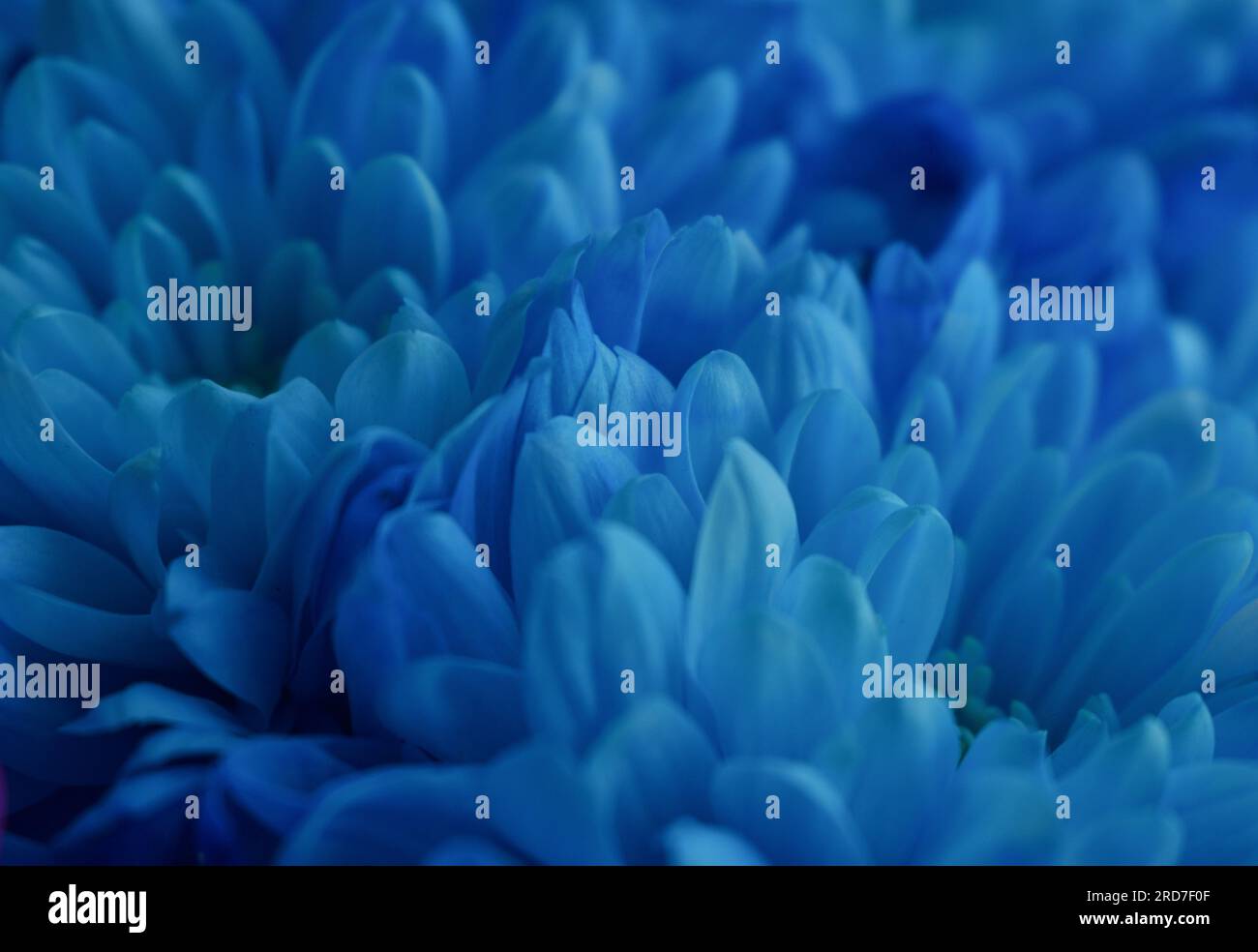 Blue coloured flowers hi-res stock photography and images - Alamy