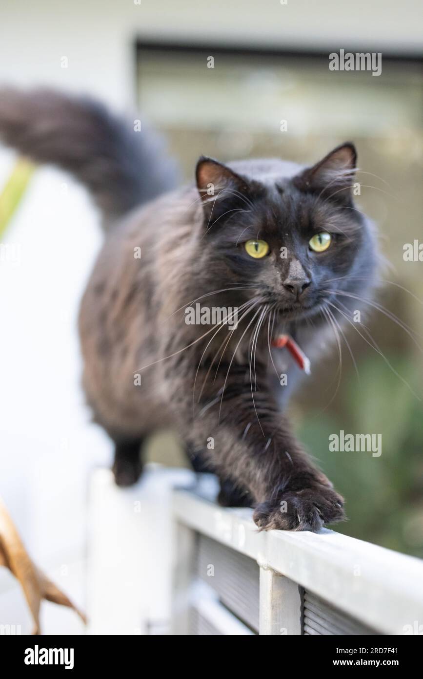 Cat balancing hi-res stock photography and images - Alamy