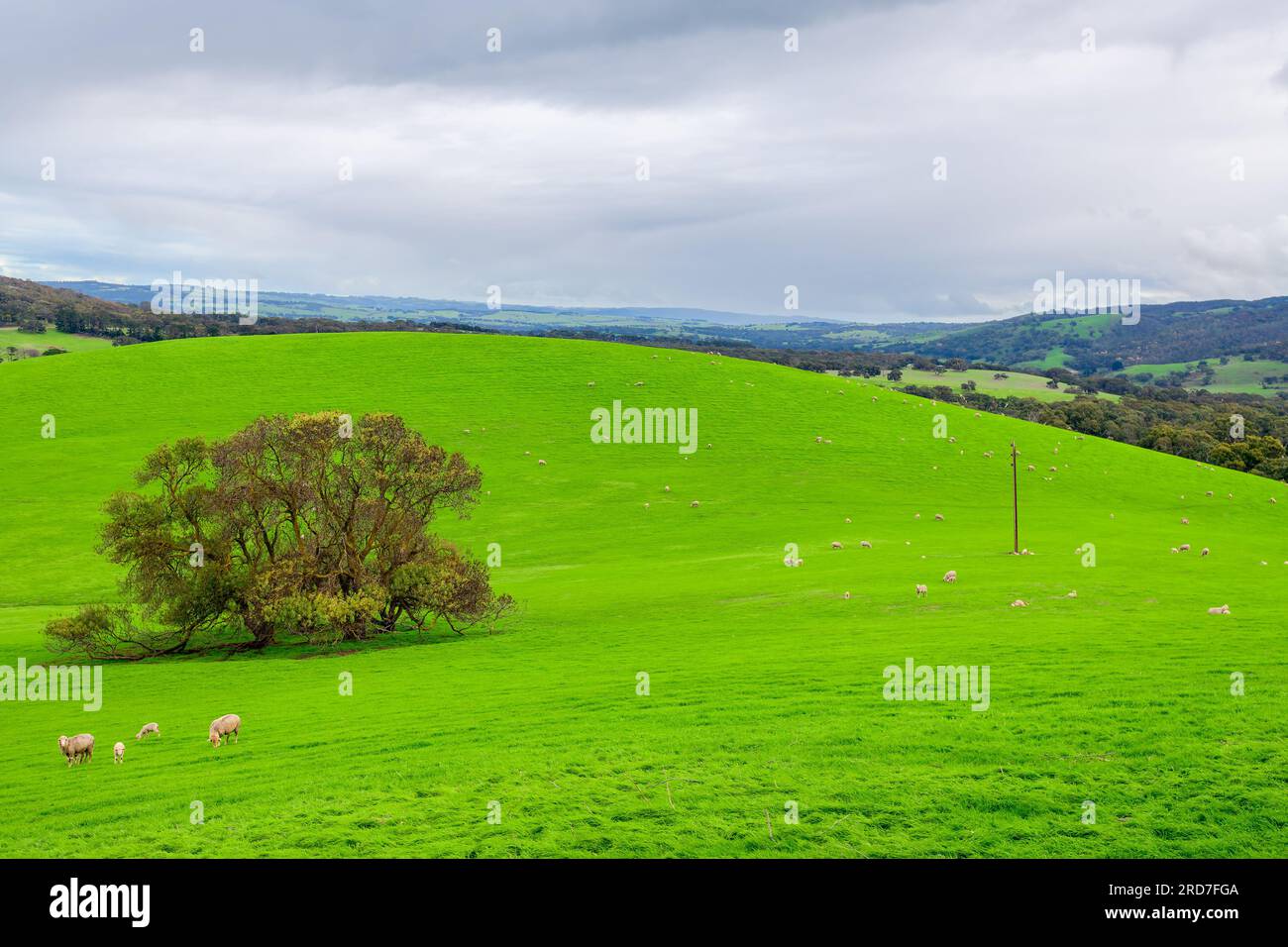 Australian sheep industry hi-res stock photography and images - Alamy