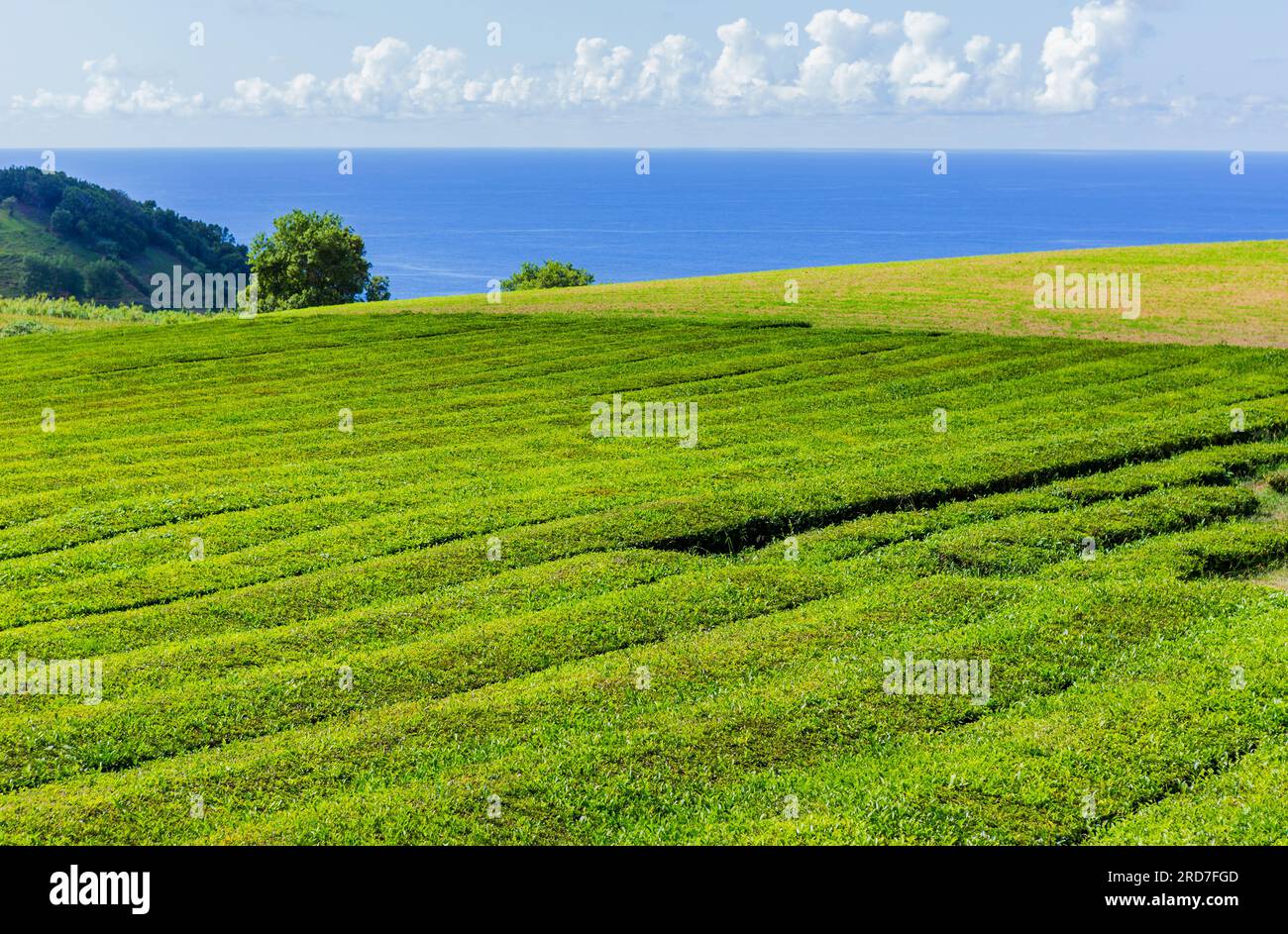 Sao Miguel, Azores island, Portugal, Tea plantation rows and building ...