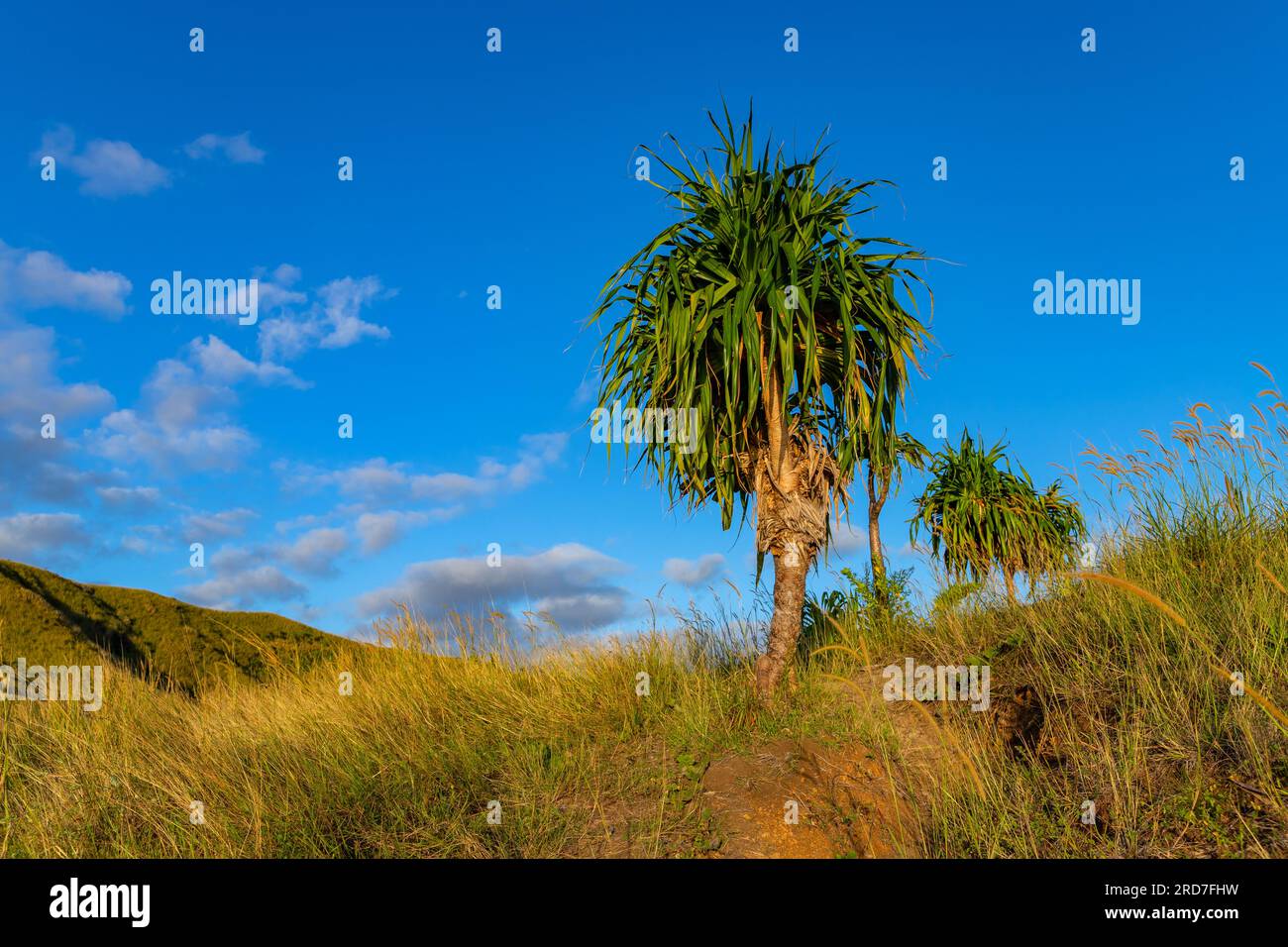 The top of Nacula island vegetation, Yasawa Islands, Fiji, South ...