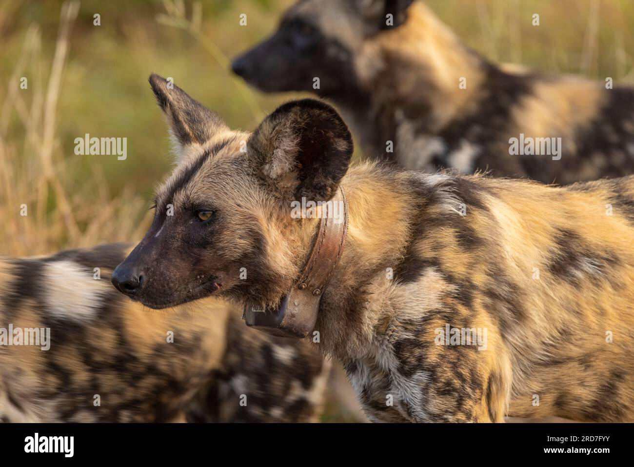 Animal tracking collar hi-res stock photography and images - Alamy