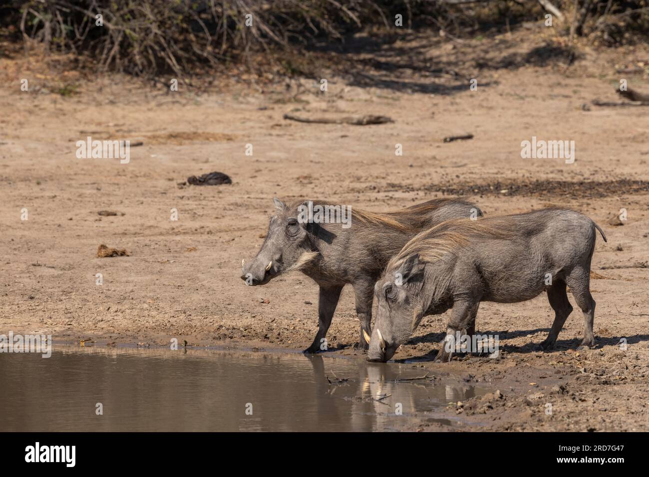 An adult pair of warthogs drinking at a waterhole in the Kruger ...