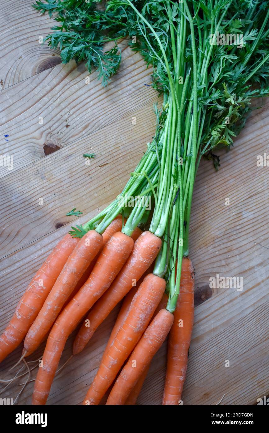 Lateral root scars hi-res stock photography and images - Alamy