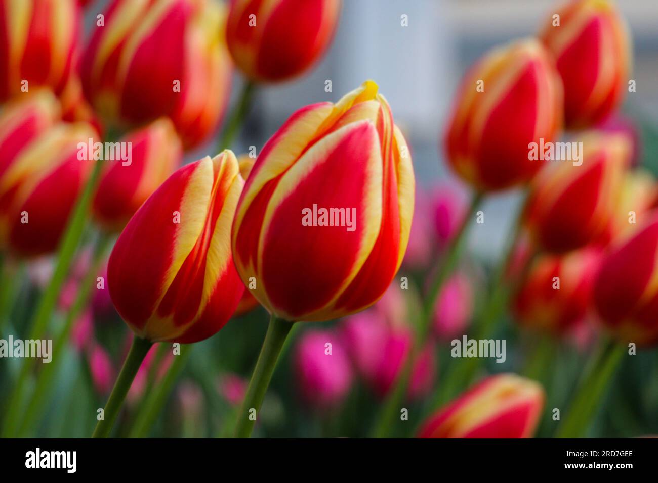 Beautiful, colourful flowers mark the start of spring at Keukenhof in ...
