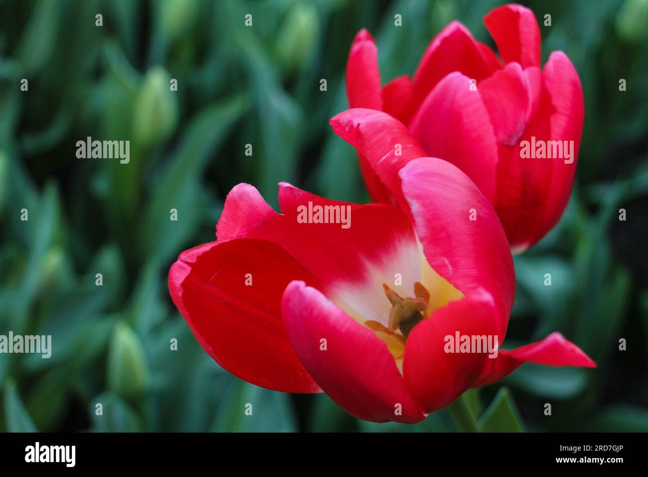 Beautiful, colourful flowers mark the start of spring at Keukenhof in ...