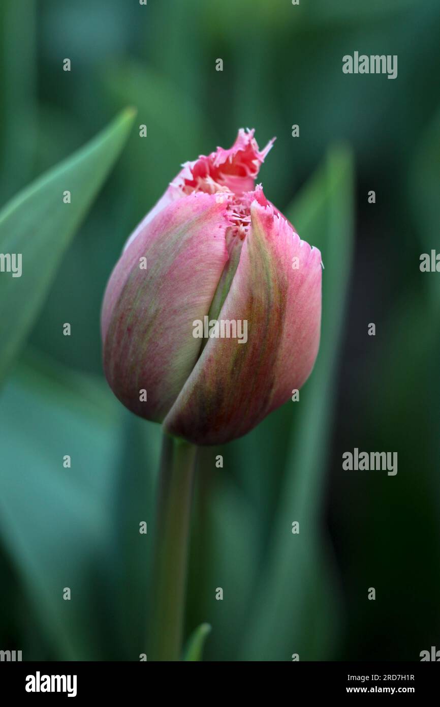 A beautiful, budding pink tulip signifies the start of spring at ...