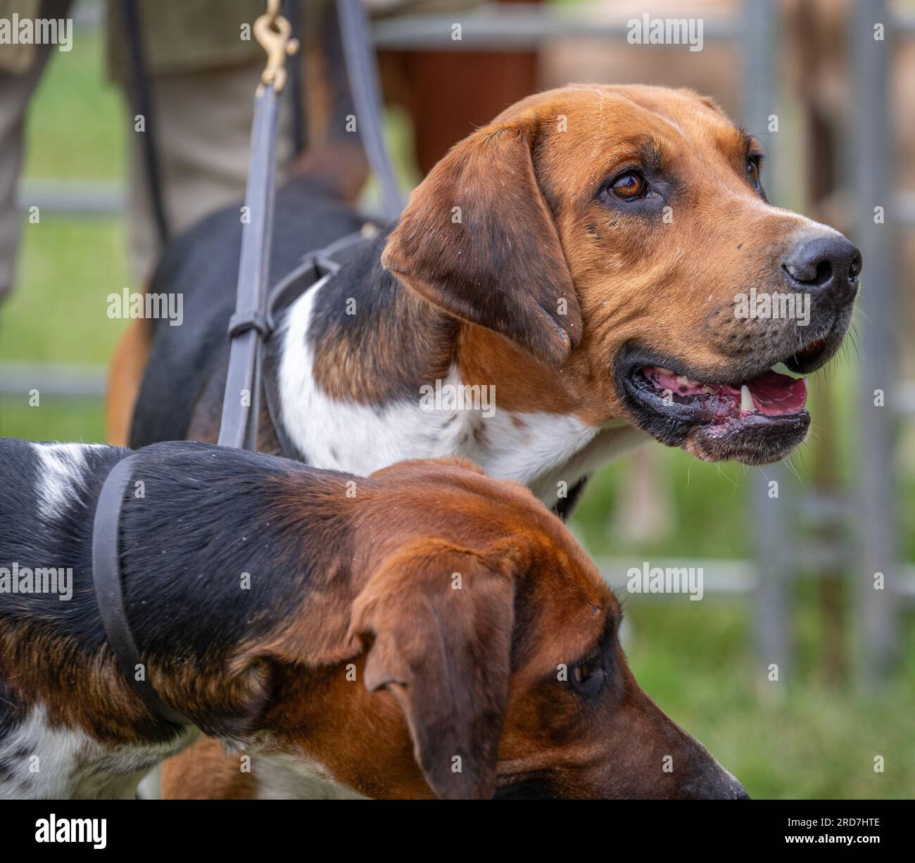 Largest working scent hound show hi-res stock photography and images ...