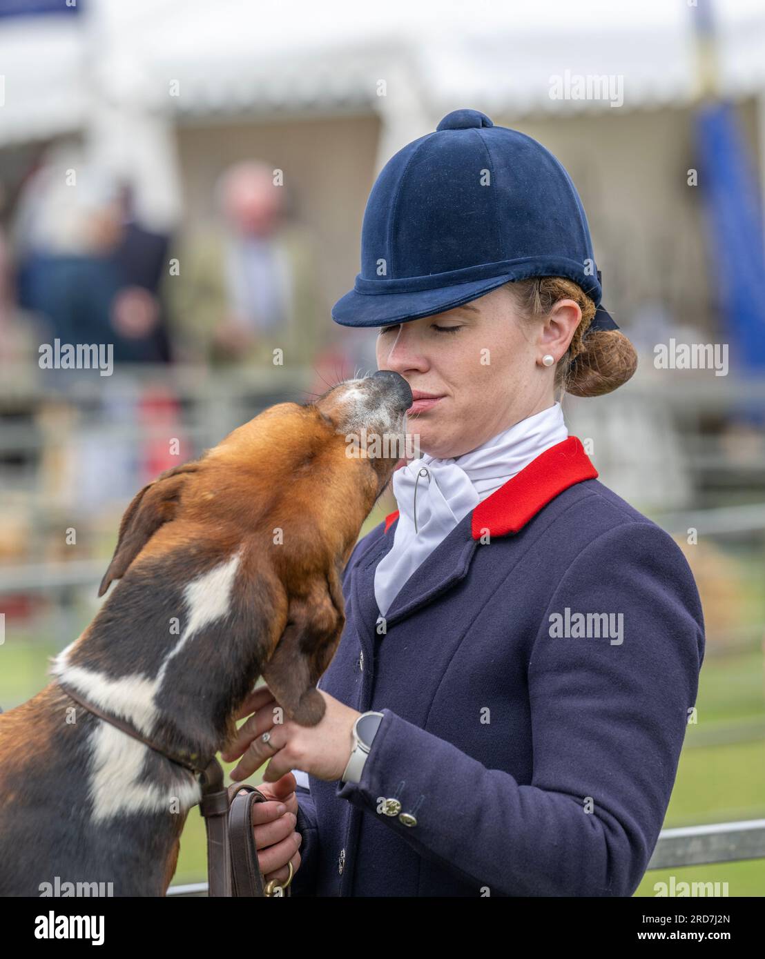 Largest working scent hound show hi-res stock photography and images ...