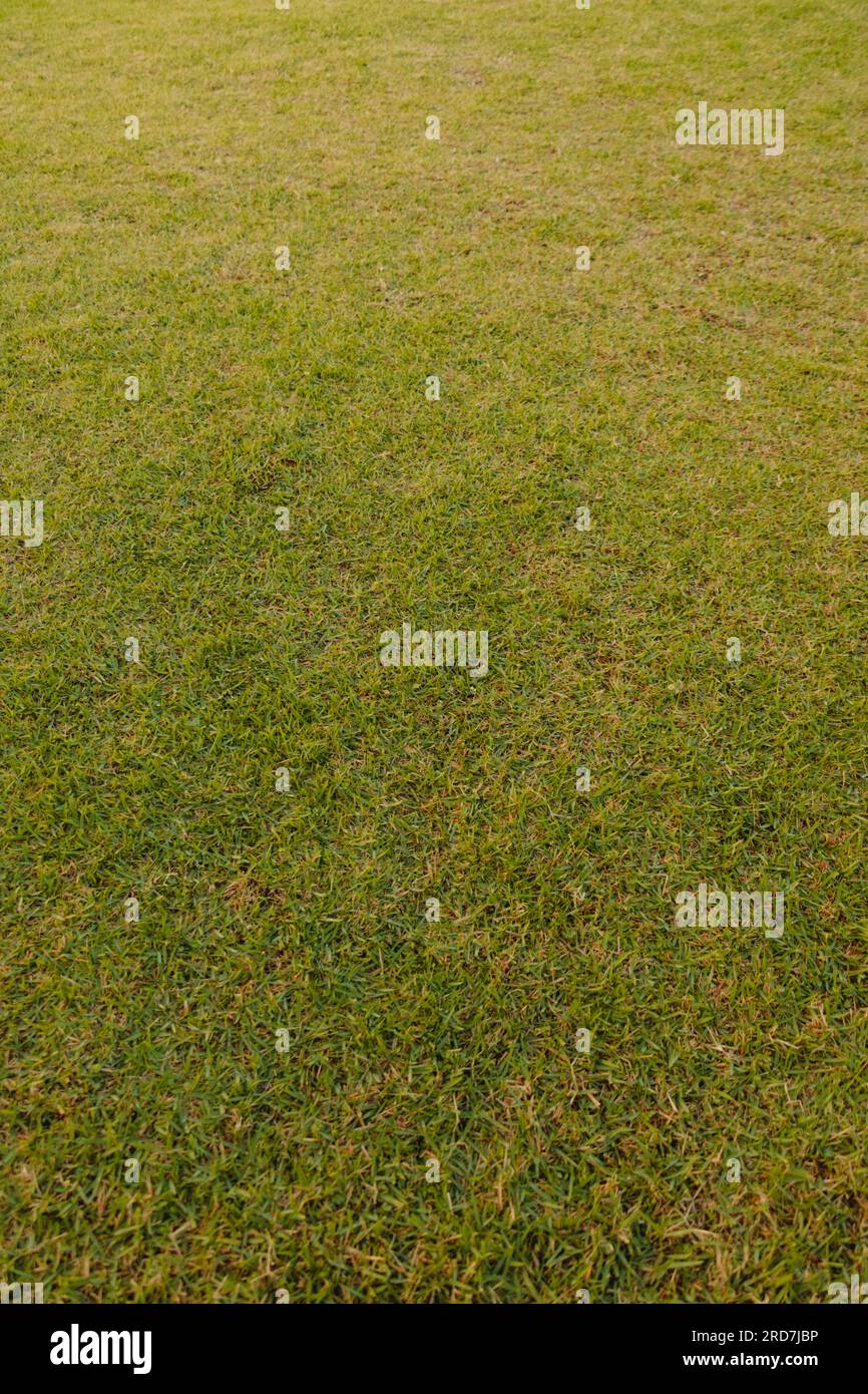 grass field background Stock Photo - Alamy