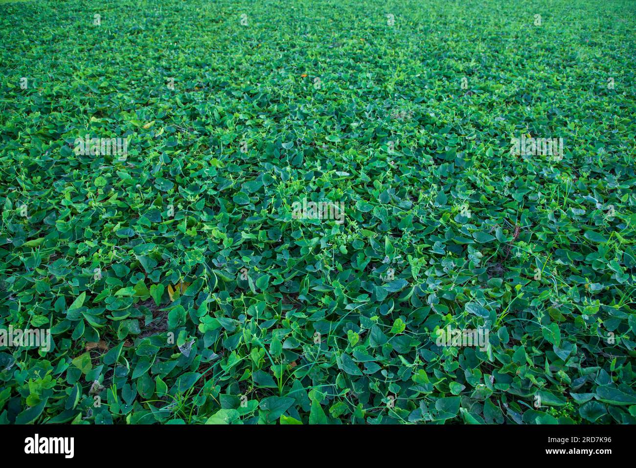 Green Pointed gourd plant field texture background Stock Photo - Alamy