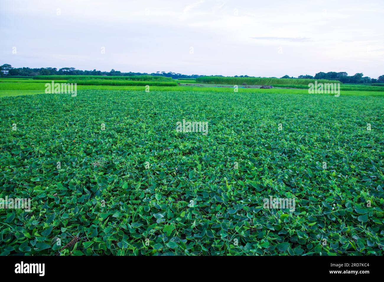 Green Pointed gourd plant field texture background Stock Photo - Alamy