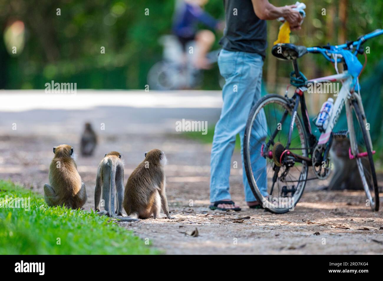 A troop of long-tailed macaques surround a Singaporean man who has ...
