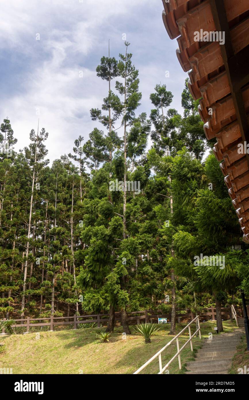 Pine trees in Taman Saujana Hijau Putrajaya. It's an expansive park ...