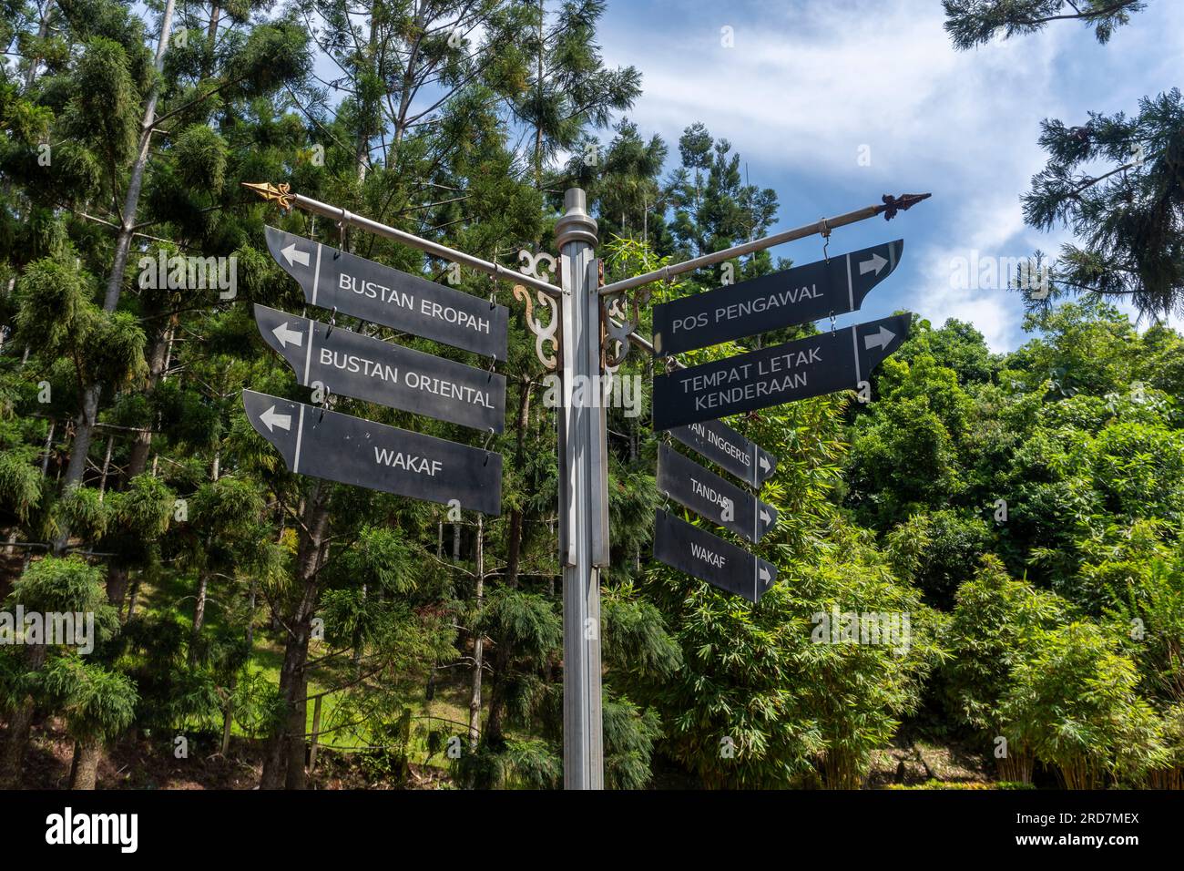Pine trees in Taman Saujana Hijau Putrajaya. It's an expansive park ...