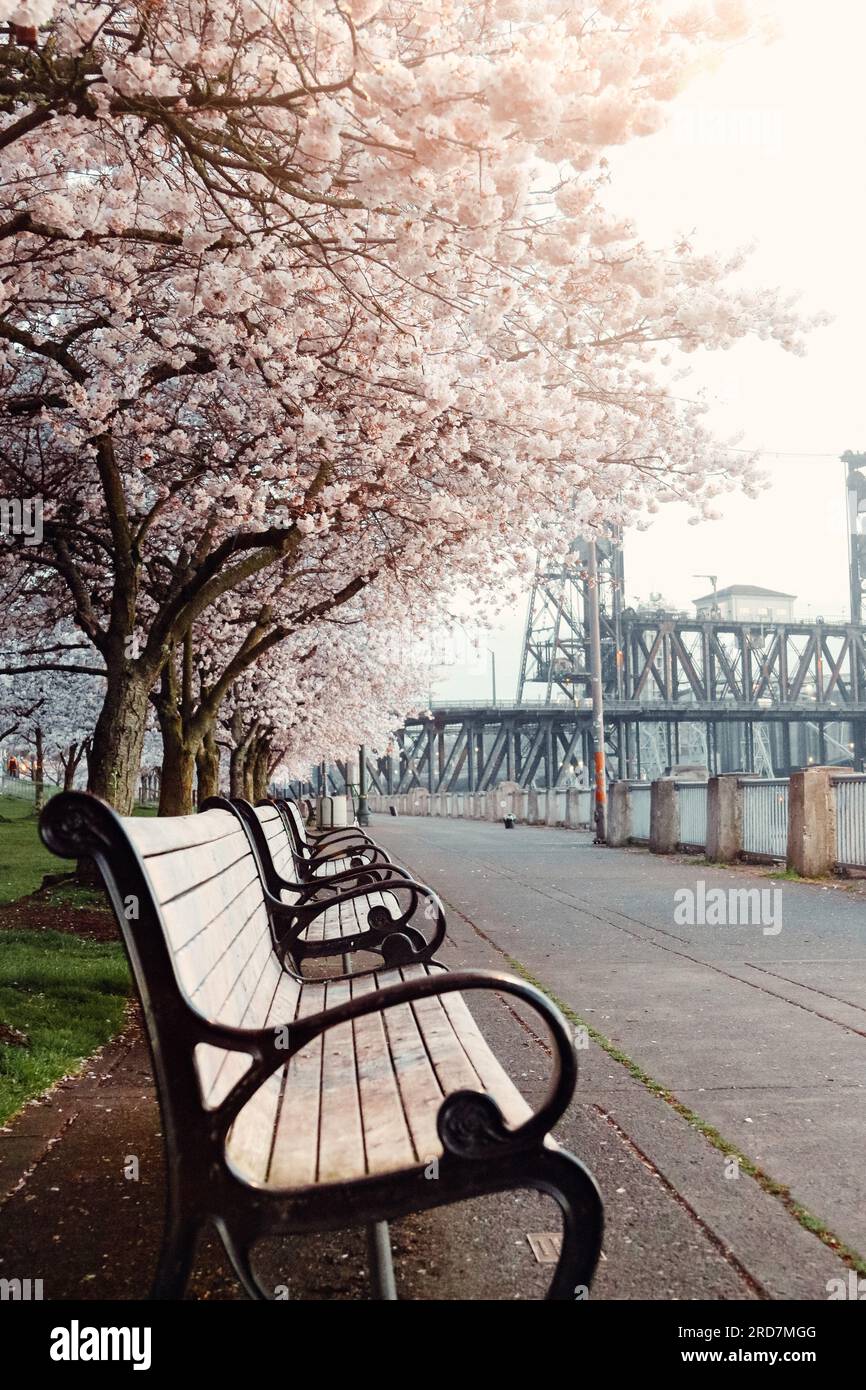 Spring in Portland Stock Photo - Alamy