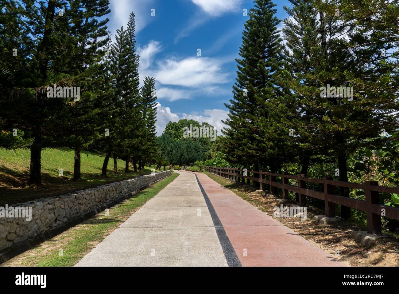 Pine trees in Taman Saujana Hijau Putrajaya. It's an expansive park ...