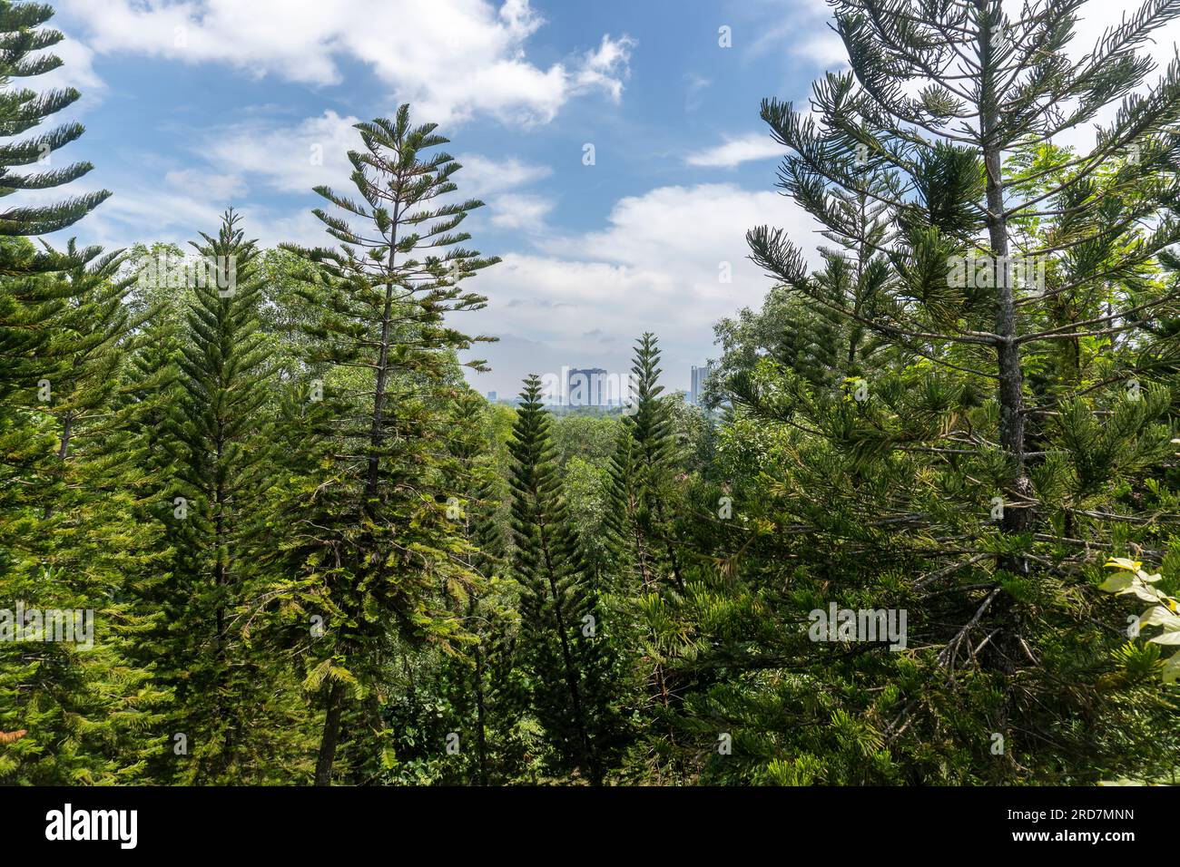 Pine tree in malaysia hi-res stock photography and images - Alamy