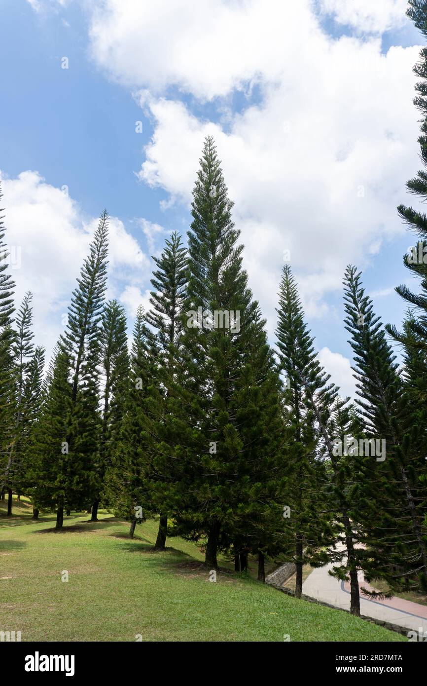 Pine trees in Taman Saujana Hijau Putrajaya. It's an expansive park ...