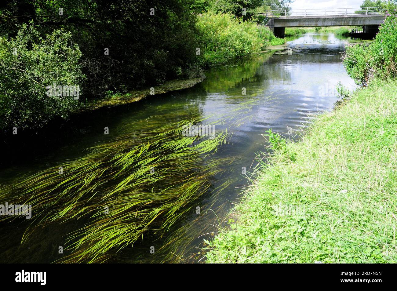 Underwater grass in the river Avon in Lord's Walk at Amesbury ...