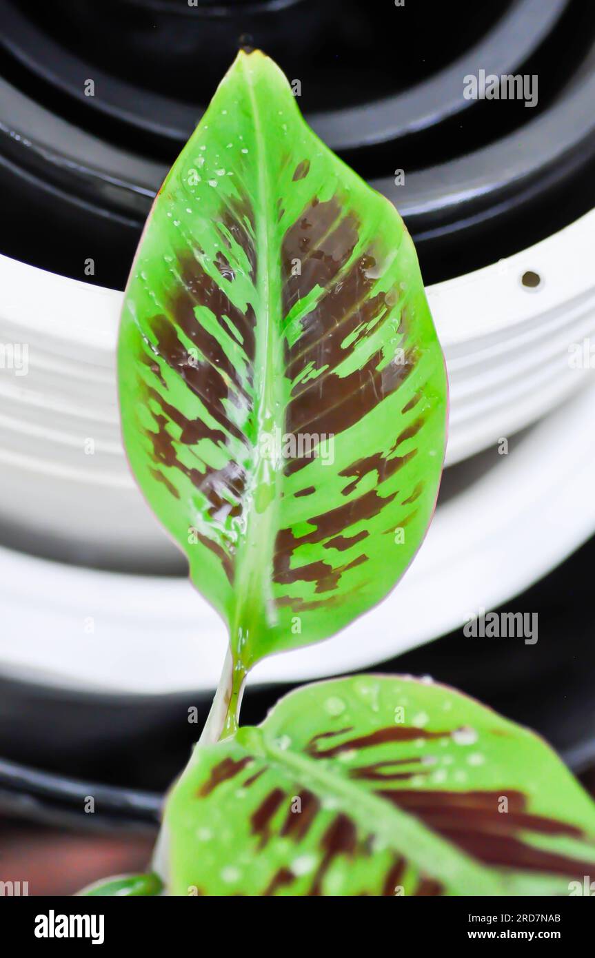 banana plant, blood banana or Musa acuminata or Musa balbisiana and ...